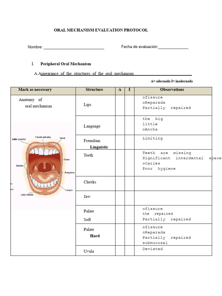 Oral Mechanism Protocol | PDF | Lip | Mouth