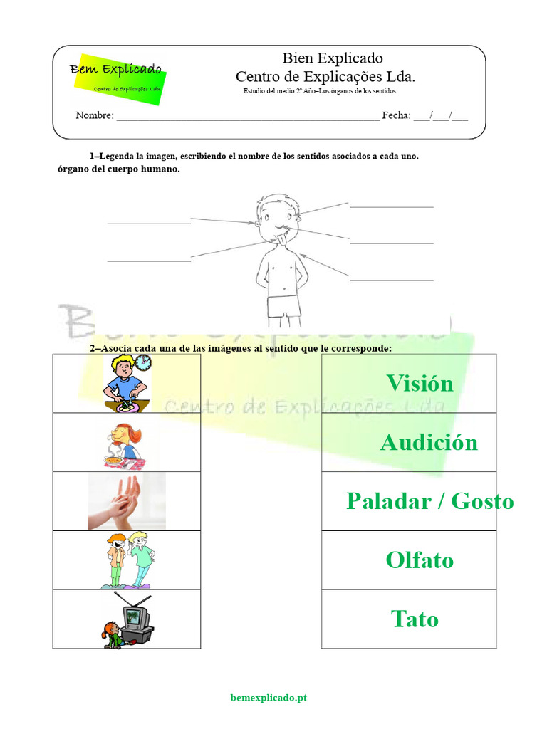 A.3.1. Ficha de Trabajo - Los Órganos de Los Sentidos | PDF