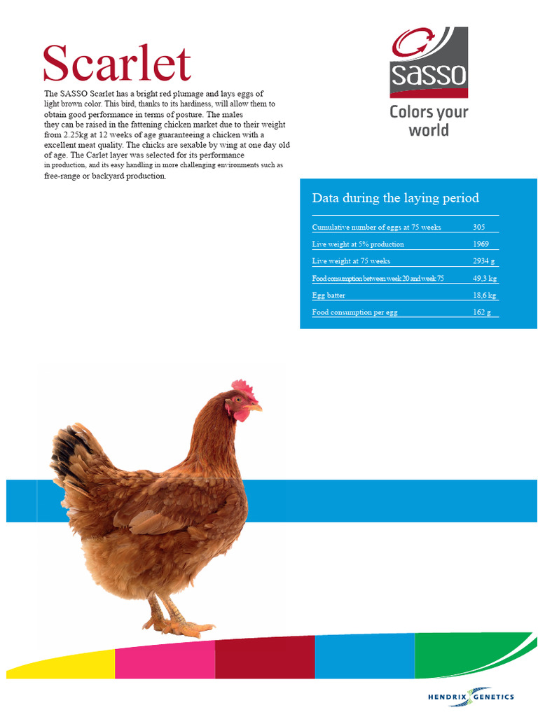 Sasso | PDF | Chicken | Animal Products