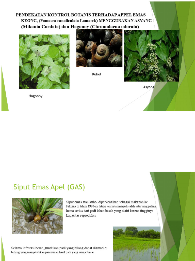 Pendekatan Pengendalian Botani Cropprot1 terhadap Siput Emas (2) | PDF
