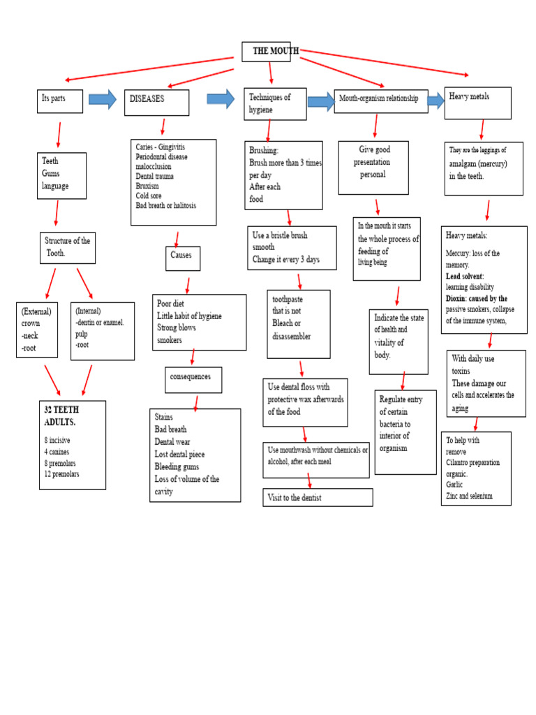 Oral Health - The Mouth - Concept Map | PDF | Oral Hygiene | Tooth