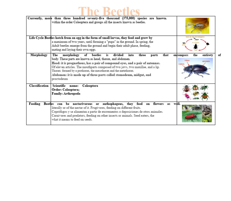 Overview of Beetle Biology and Classification | PDF