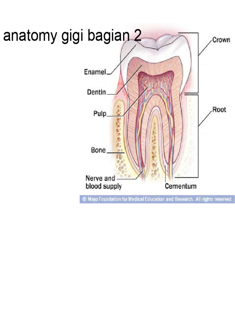 2.anatomi Gigi Bagian 2 | PDF