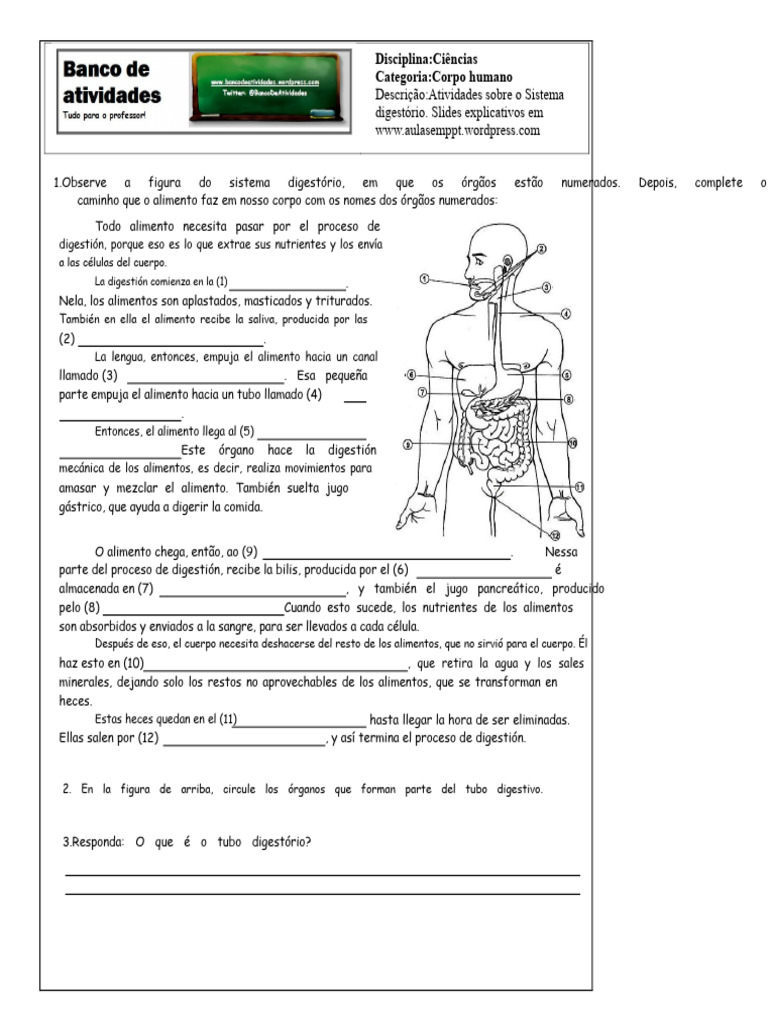 Actividades del sistema digestivo | PDF | Digestión | Sistema digestivo ...