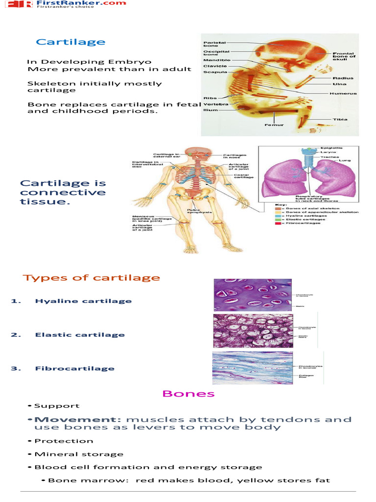 Cartilage and Bone Structure Overview | PDF | Joint | Knee