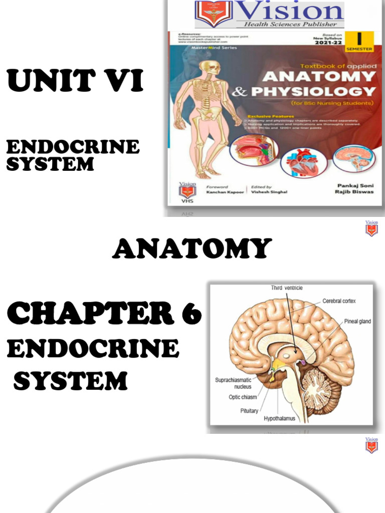 Anatomy and Physiology Unit 6 | PDF | Pituitary Gland | Endocrine System