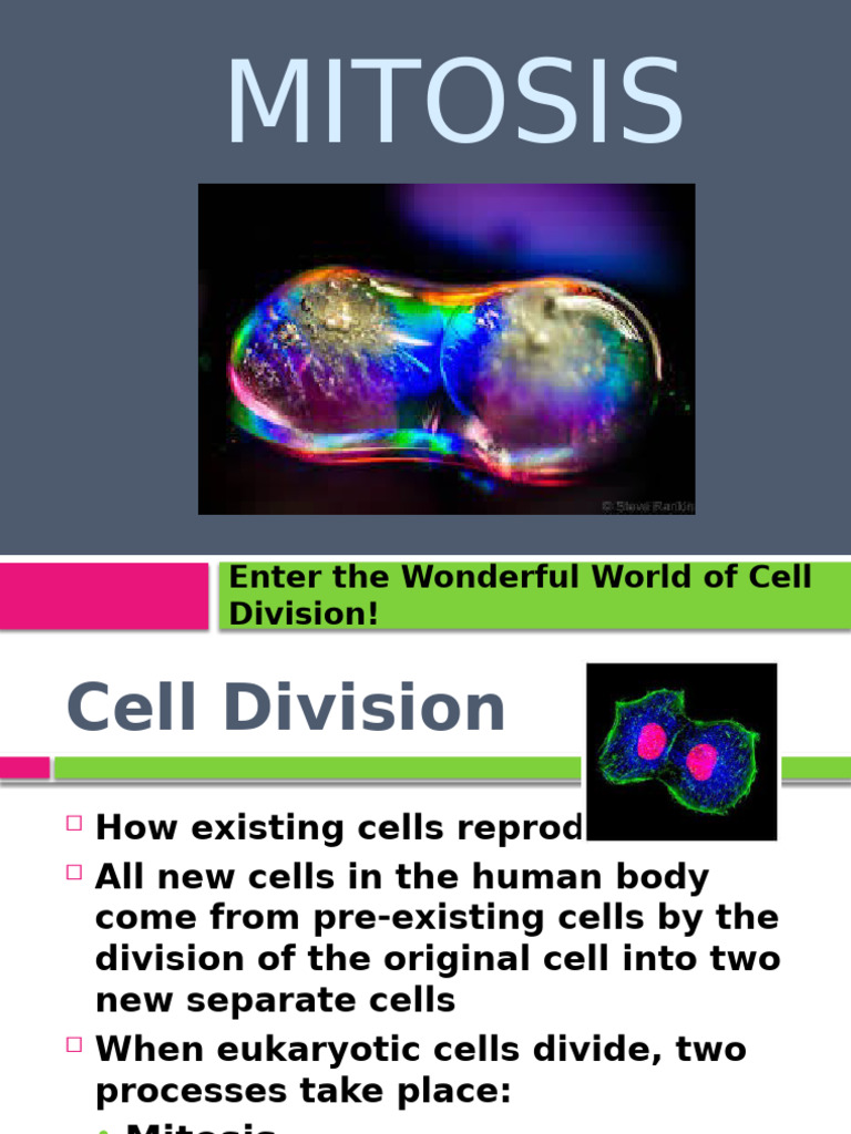 Mitosis Power Point (2) | PDF | Mitosis | Cell Cycle
