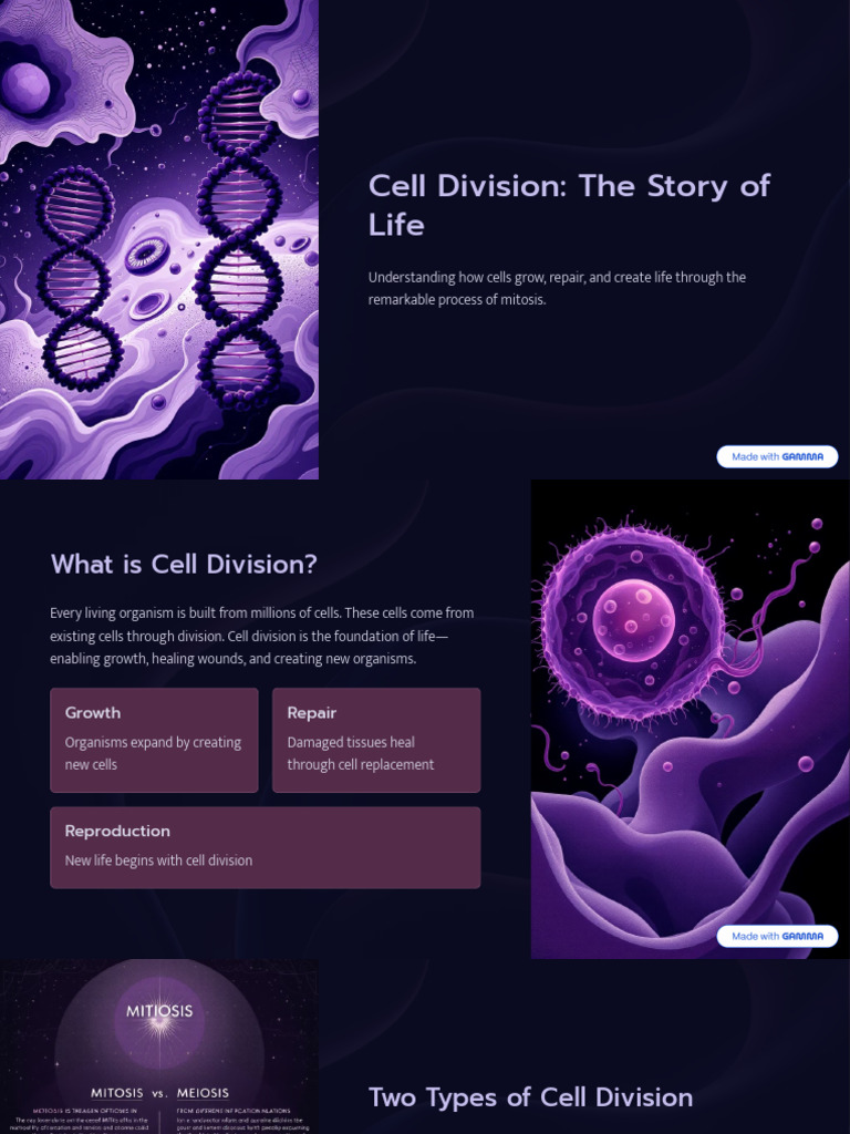 Cell Division The Story of Life | PDF | Mitosis | Chromosome
