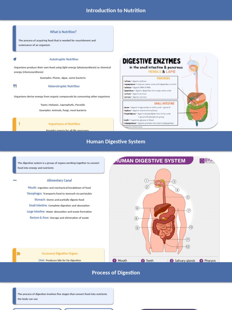 Understanding Nutrition and Digestion | PDF | Digestion | Human ...