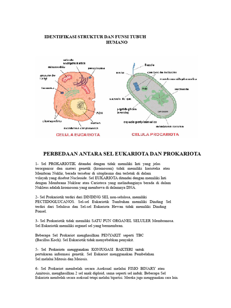 Sel S Prokariot Dan Eukariot 2 | PDF
