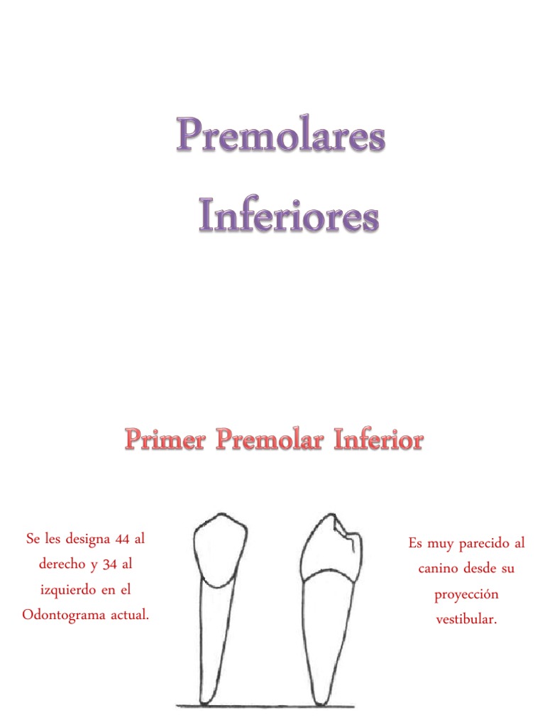 Premolares Inferiores | Descargar gratis PDF | Anatomia dental | Boca