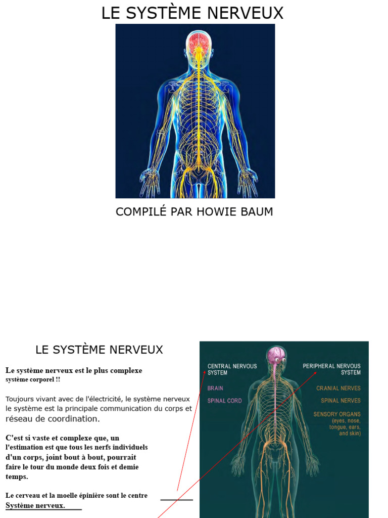 Comprendre le Système Nerveux Humain | PDF | Cerveau | Système nerveux