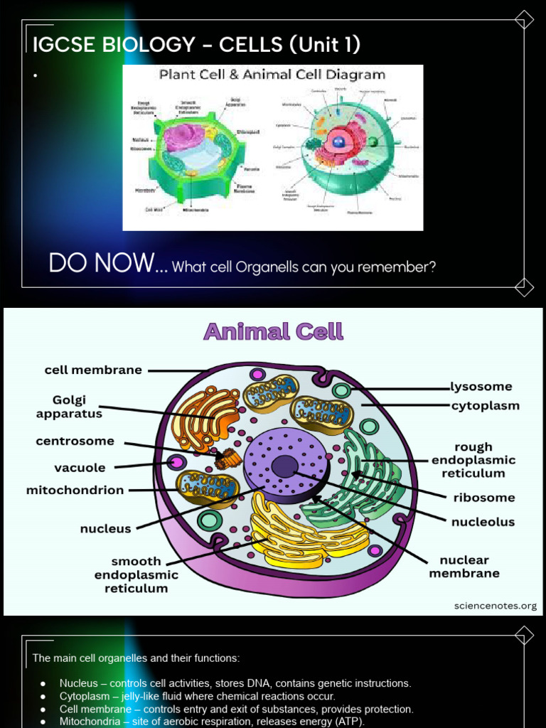 IGCSE Biology: Cell Organelles Overview | PDF