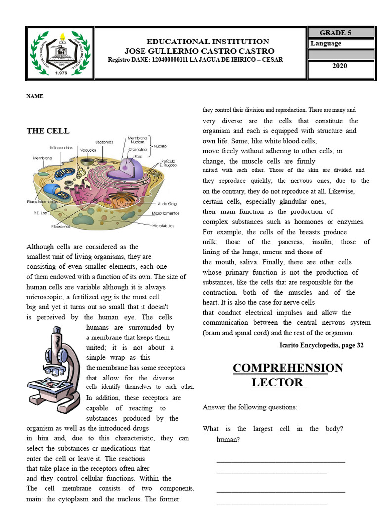 Reading Comprehension The Cell | PDF | Cell (Biology) | Cell Nucleus