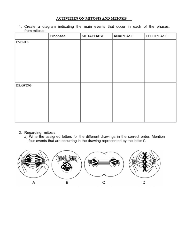 Activities Mitosis and Meiosis | PDF | Mitosis | Meiosis