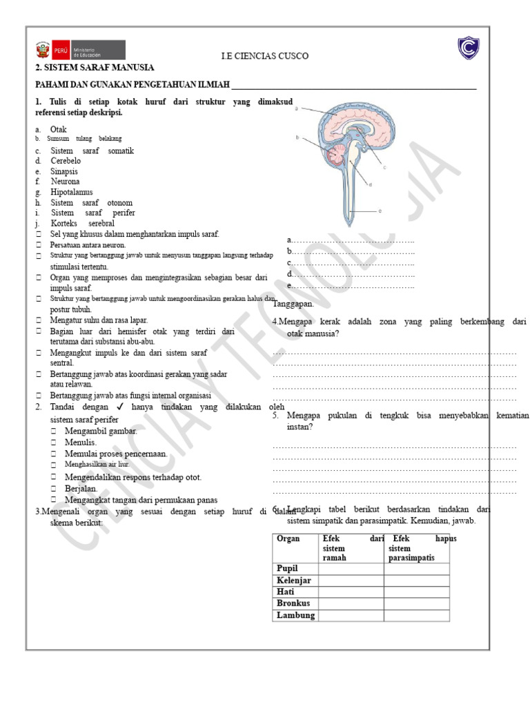 Sistem Saraf Manusia | PDF