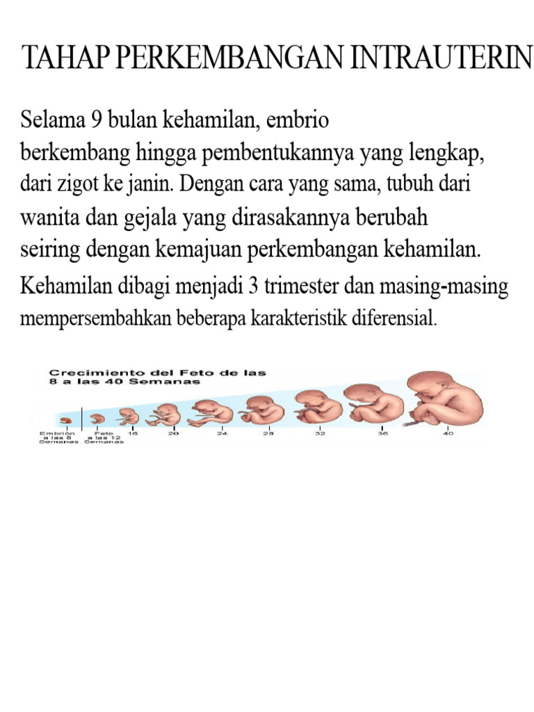 Tahapan Perkembangan Janin Intrauterin | PDF
