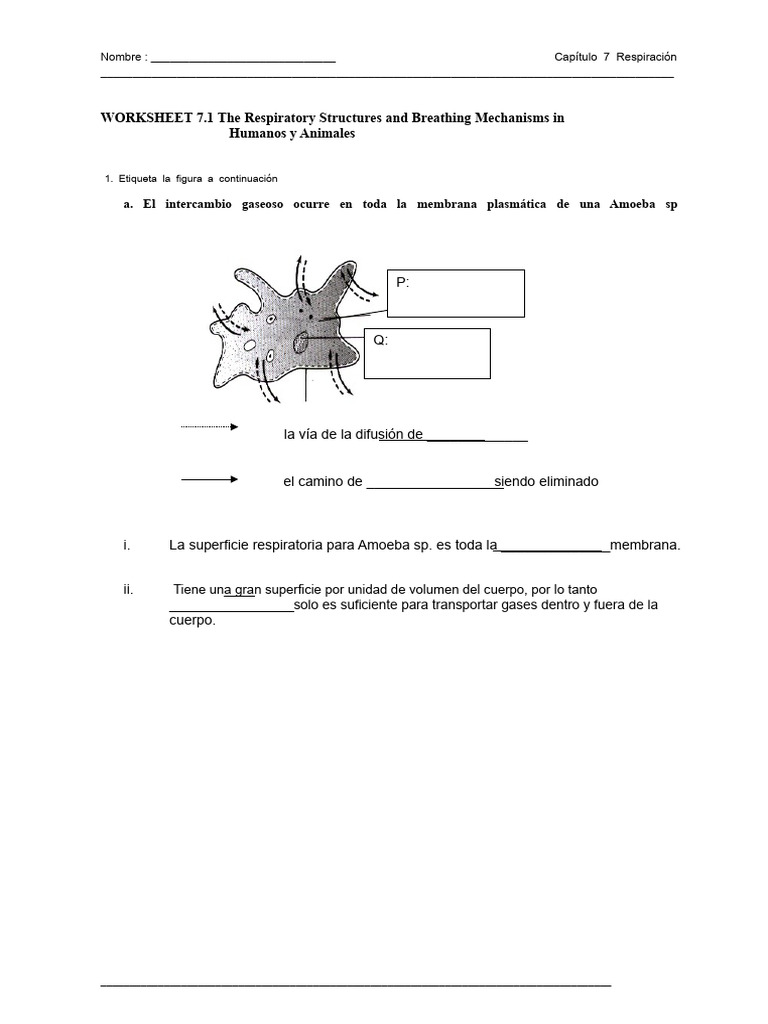 Hoja de Trabajo 7.1 | PDF | Sistema respiratorio | Pulmón