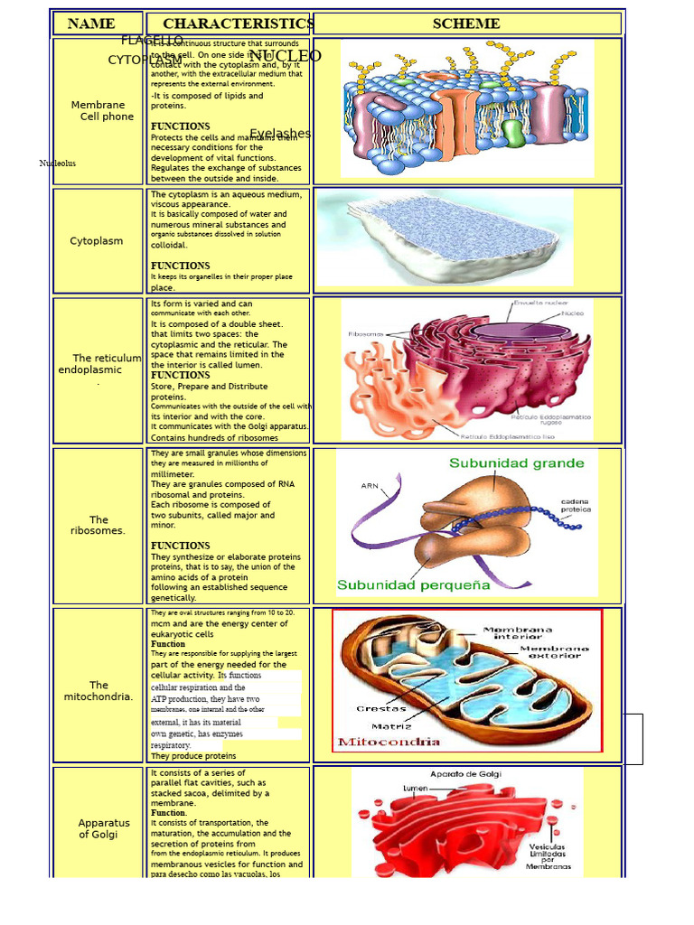 186171384-Cell Organelles-Chart | PDF | Endoplasmic Reticulum | Cell ...