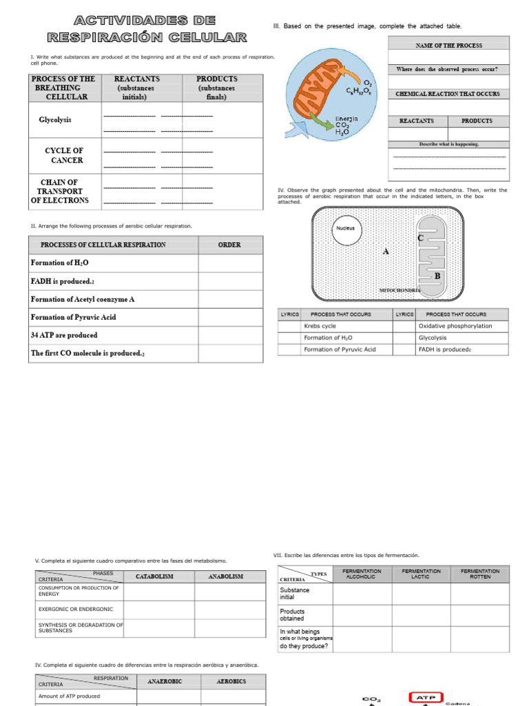 Cellular Respiration Activities | PDF | Cellular Respiration ...