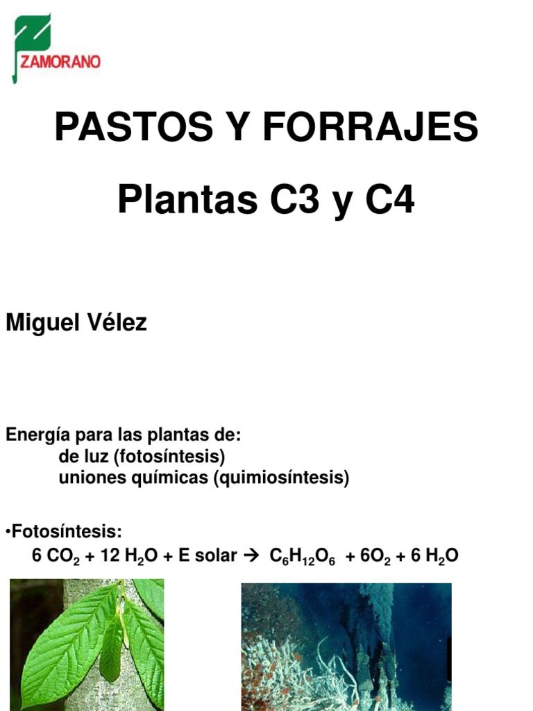 6.plantas C3 Y C4 | PDF | Fotosíntesis | Nicotinamida Adenina ...