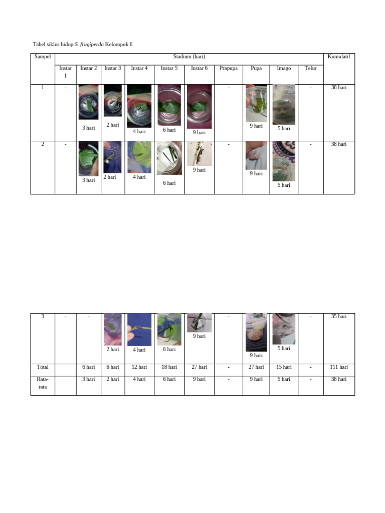 Tabel Monitoring Sikls Hidup S. Frugiperda Kelompok 6 | PDF