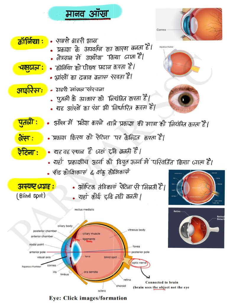Human Eye and Vision | PDF