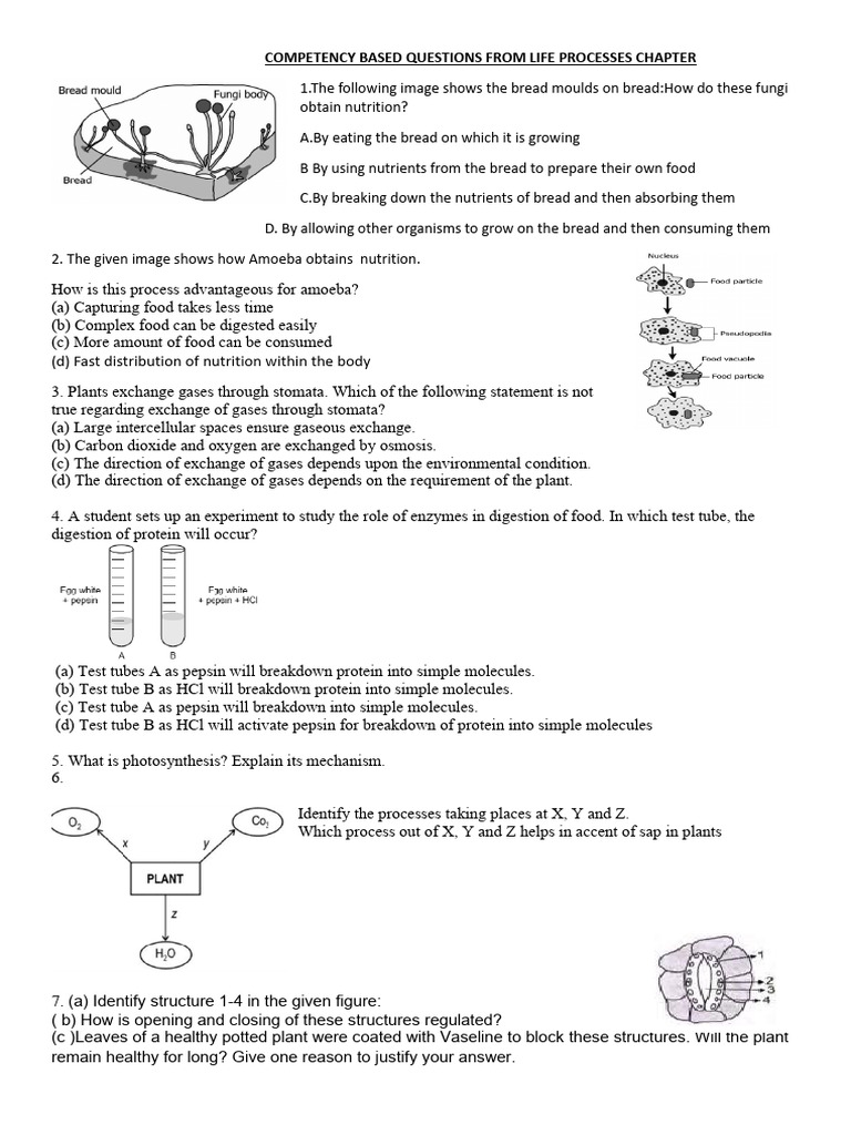 Competency Based Questions From Life Processes Chapter | PDF ...