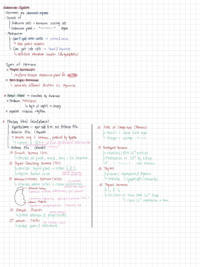 Overview of Hormones and Endocrine Glands | PDF | Endocrine System ...