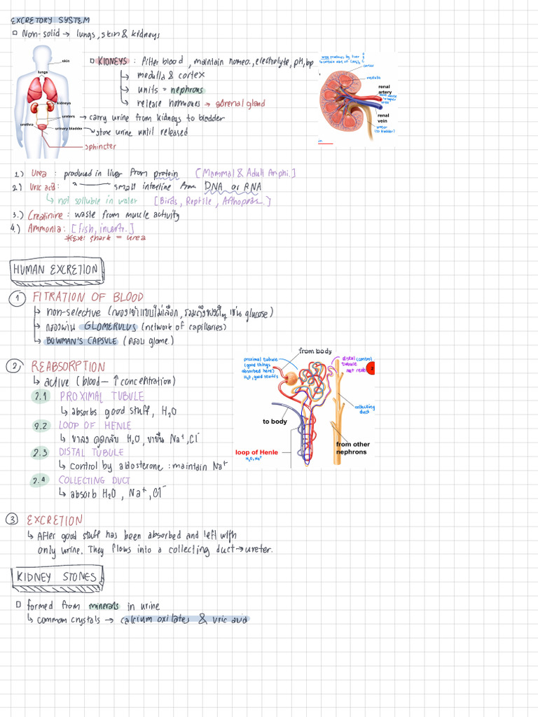 Excretory System Biology Grade 10 | PDF | Urinary System | Abdomen