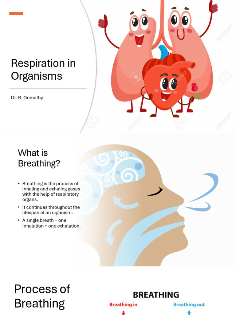 Respiration in Organisms | PDF | Breathing | Lung