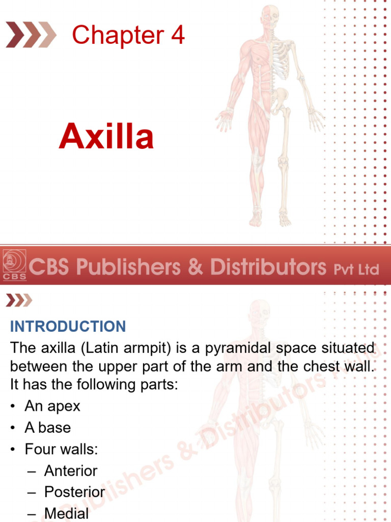 Axilla | PDF | Arm | Anatomical Terms Of Location