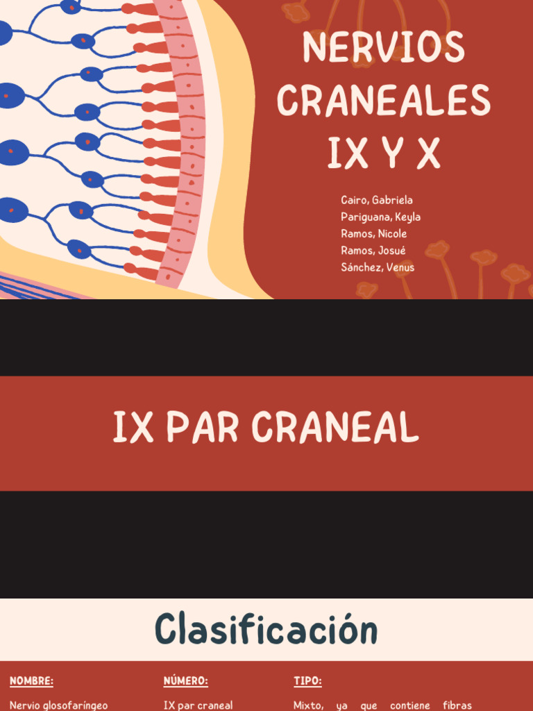 9 Y 10 PAR CRANEAL | PDF | Nervio vago | Anatomía humana