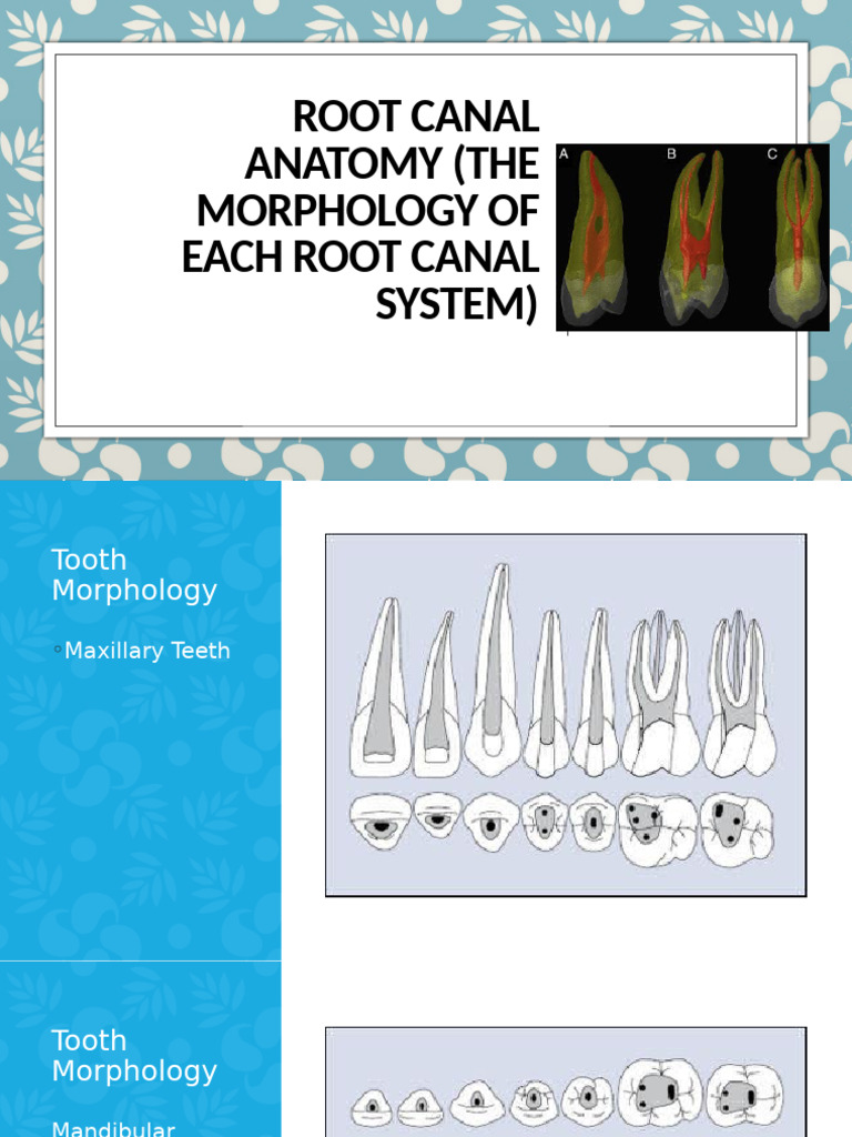 1 Root Canal Anatomy (The Morphology) BCHD 4 2025 | PDF