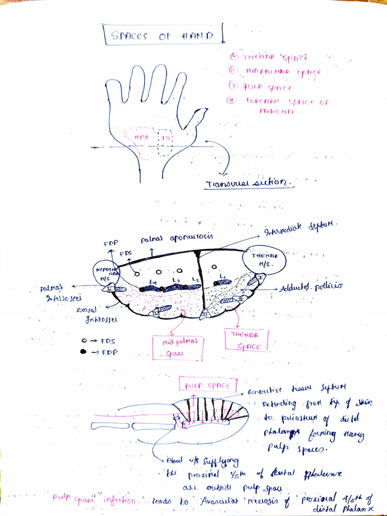 Hand Spaces and Zones, Neck Zones | PDF