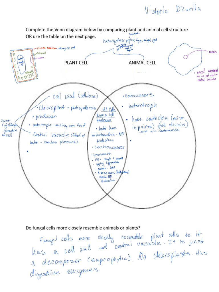 Activity-Plant and Animal Cell Structure | PDF