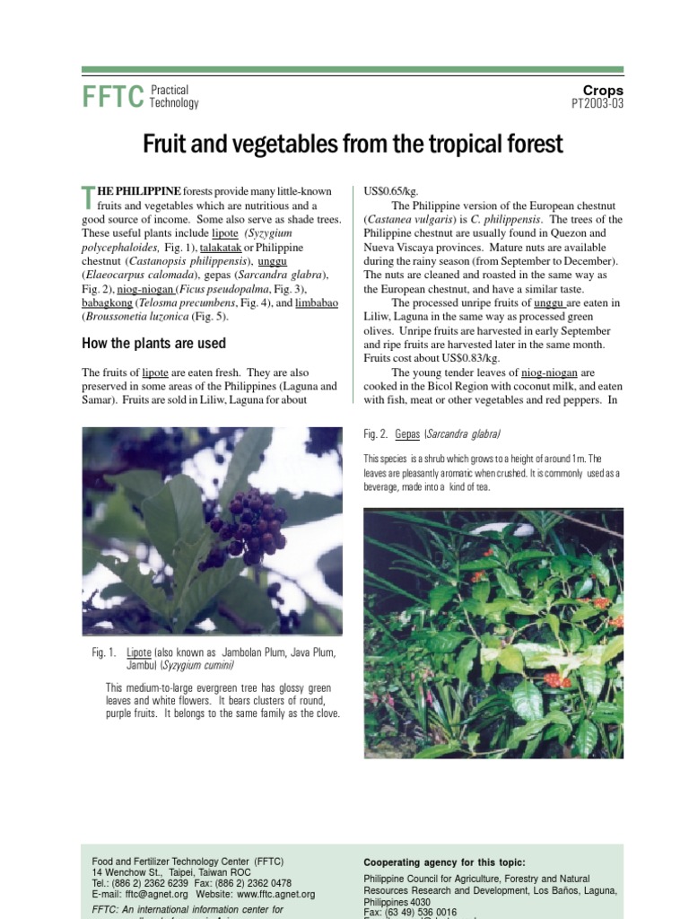Fruit and Vegetables From The Tropical Forest | PDF | Ficus | Chestnut