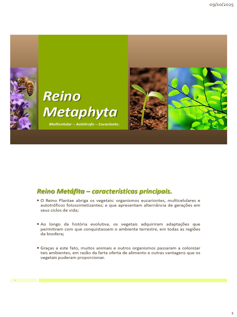 Reino Metaphyta Alfa 2025 | PDF | Musgo | Plantas