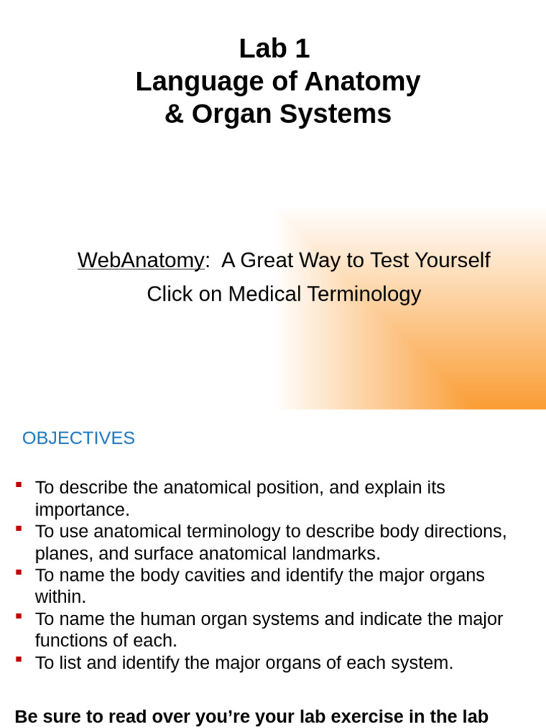 Anatomy Lab: Terminology & Organ Systems | PDF | Abdomen | Anatomical ...