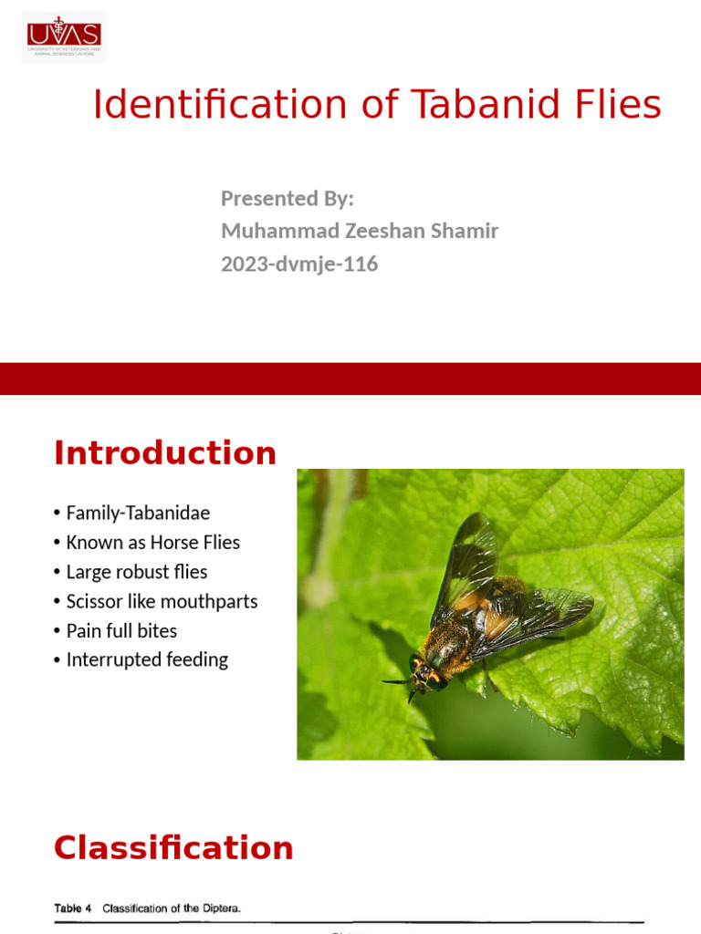 Identification of Tabanid Flies | PDF