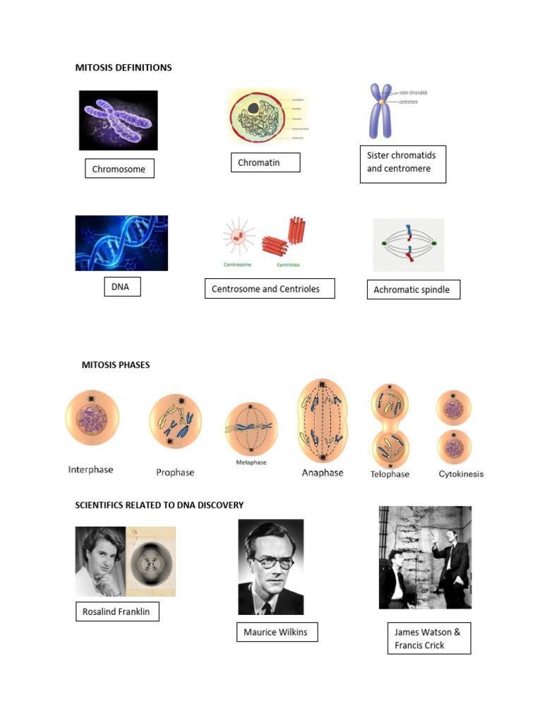 Mitosis and DNA Images | PDF