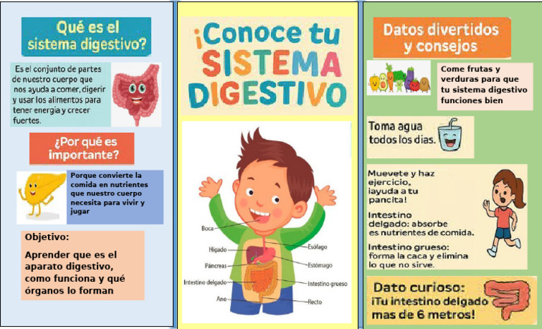 Triptico Exposicion Cara B | PDF