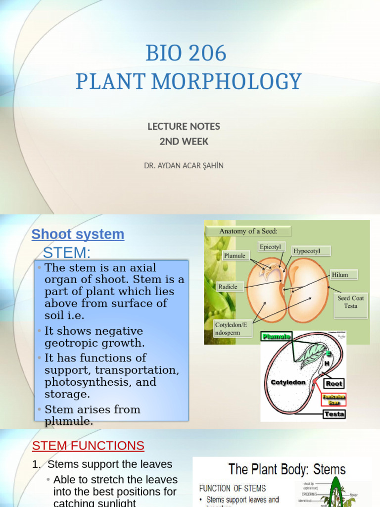 Plant Morphology: Stem Structure & Functions | PDF