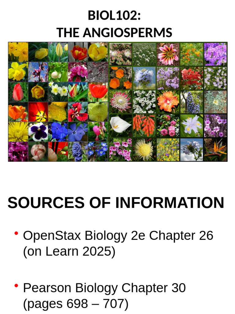 1. Biol102_Angiosperms and Their Lifecycle_Lecture 6 | PDF | Flowers | Seed
