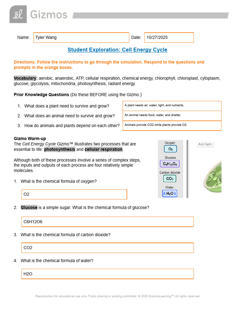 Cell Energy Student Exploration Honors Biology | PDF | Cellular ...