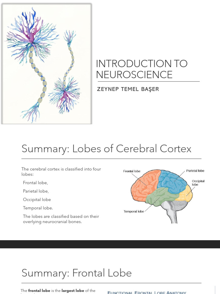 Neuro Lec4 | PDF | Basal Ganglia | Reward System
