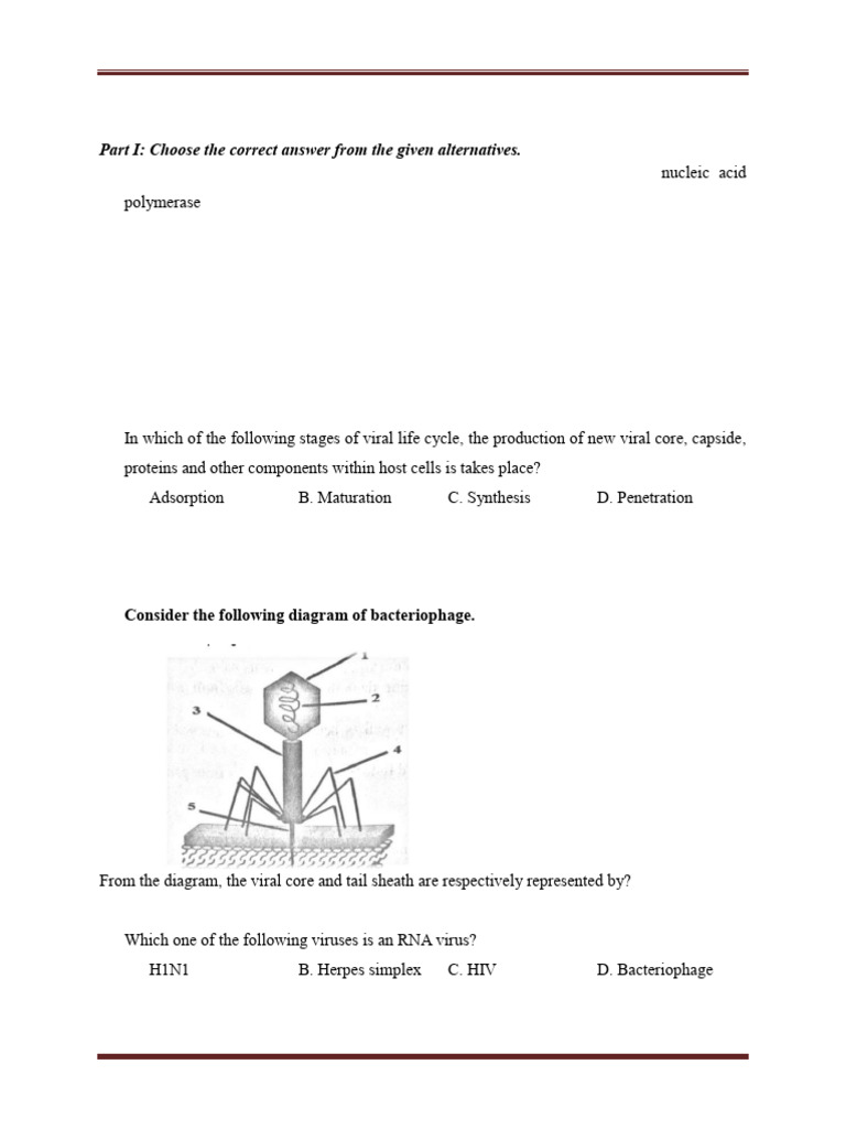 Grade 12 Microorganisms Worksheet | PDF | Virus | Bacteriophage