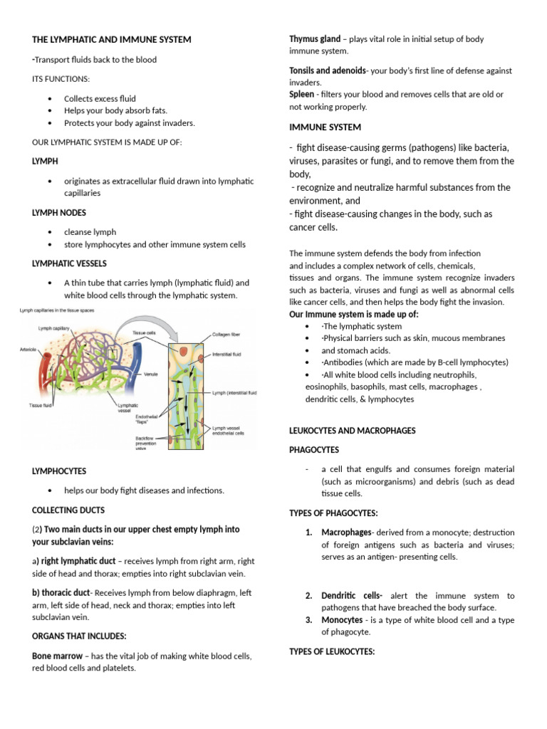 The Lymphatic and Immune System Notes | PDF | Lymphatic System | White ...