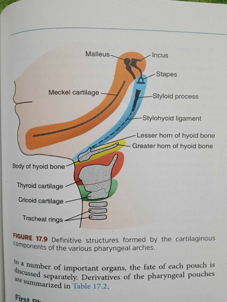 Embryology Chart | PDF