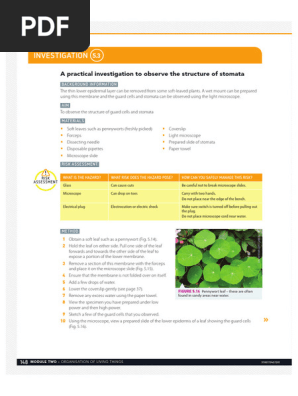 Stomata Investigation